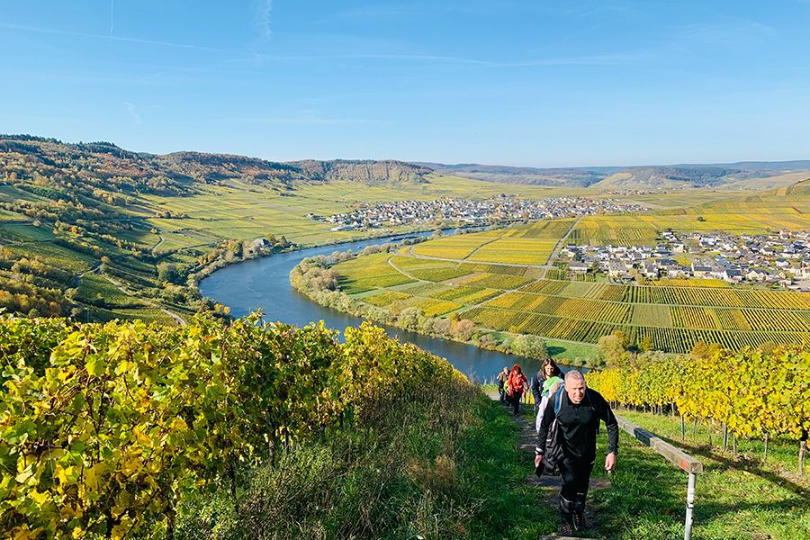 Wein Wanderung Mittelmosel um Trittenheim